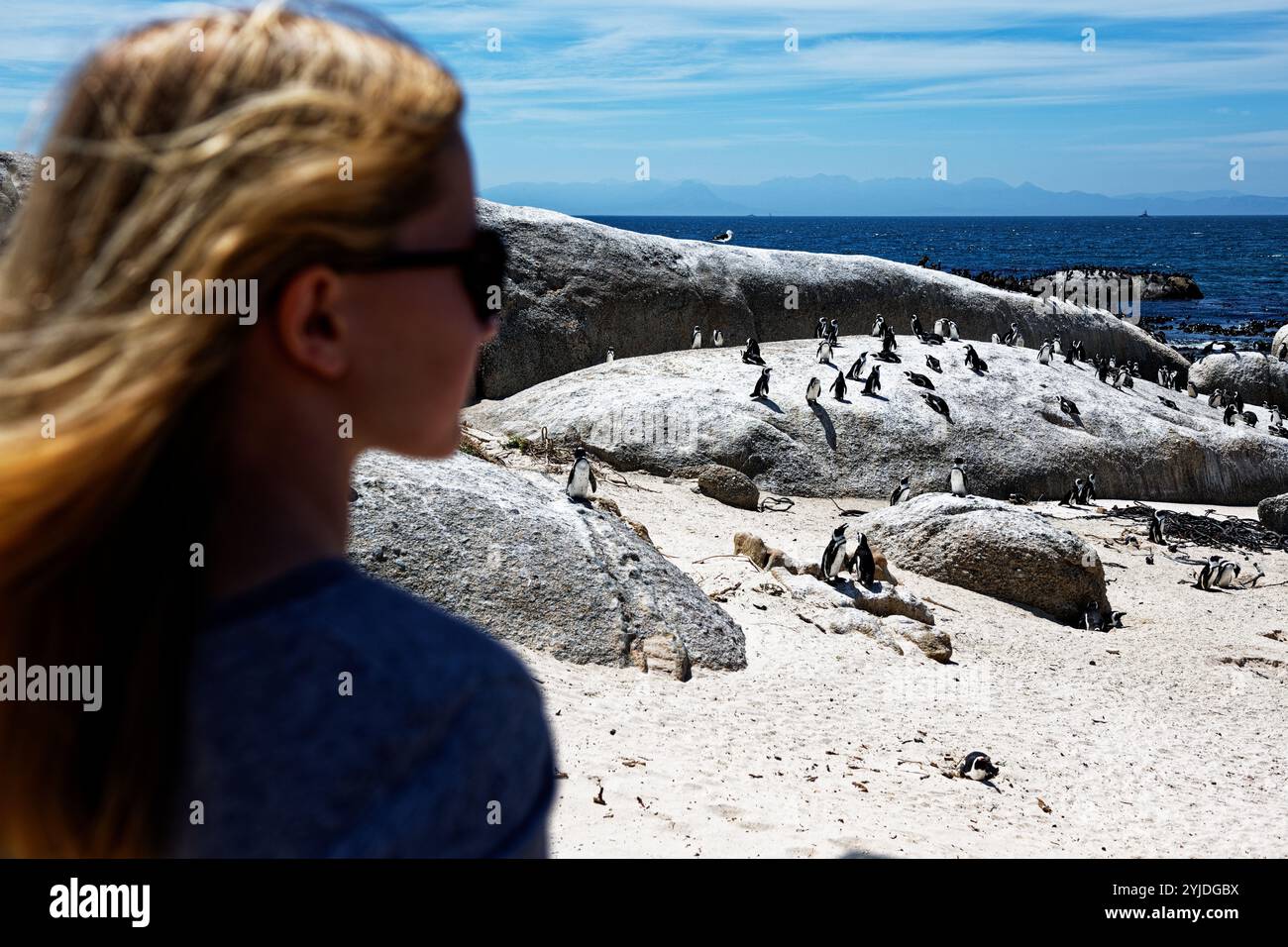 Tourist watching African Penguin colony at Boulders beach South Africa Stock Photo - Alamy