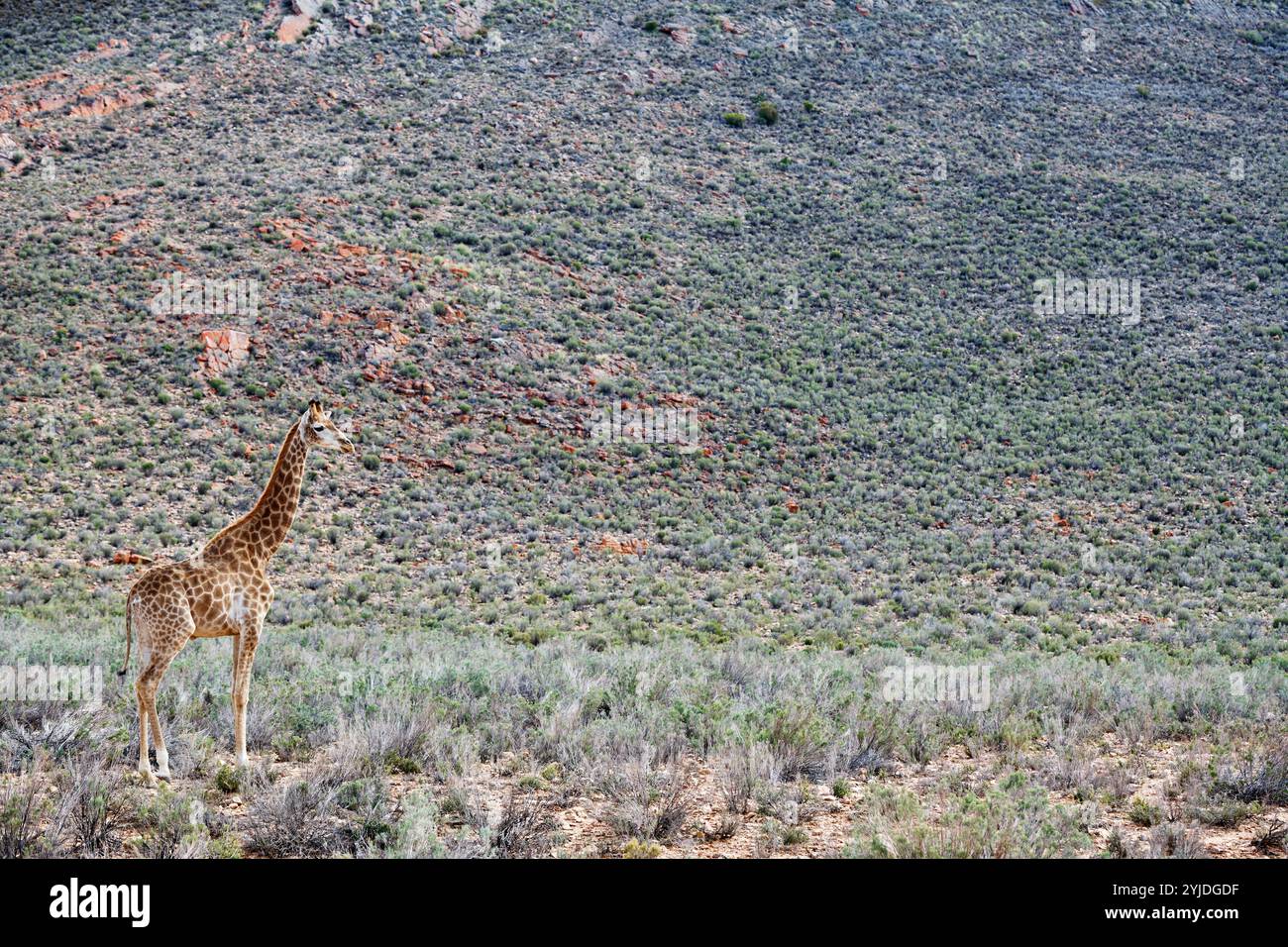 Giraffe seen from a safari tour bus on the Aquila safari game reserve ...