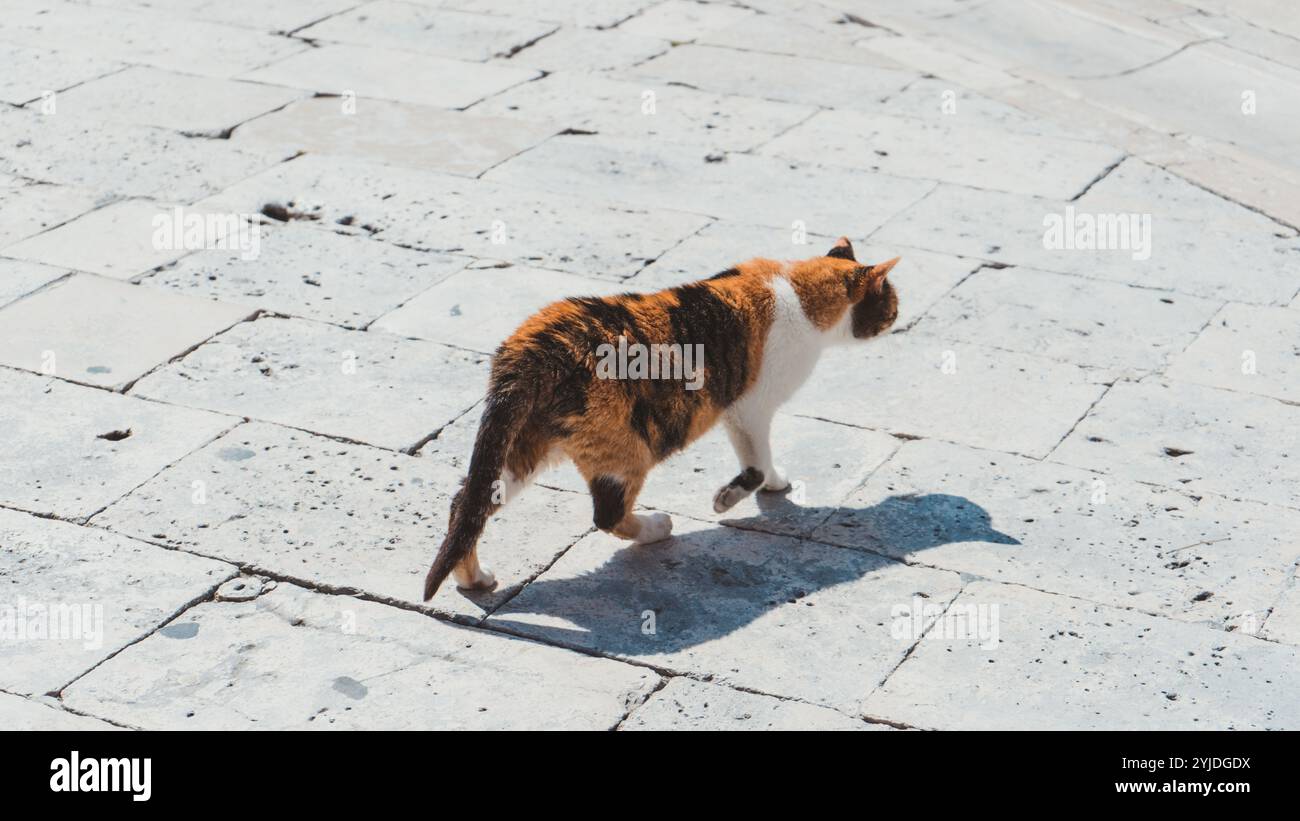 Cat wandering in dubrovnik, croatia Stock Photo - Alamy