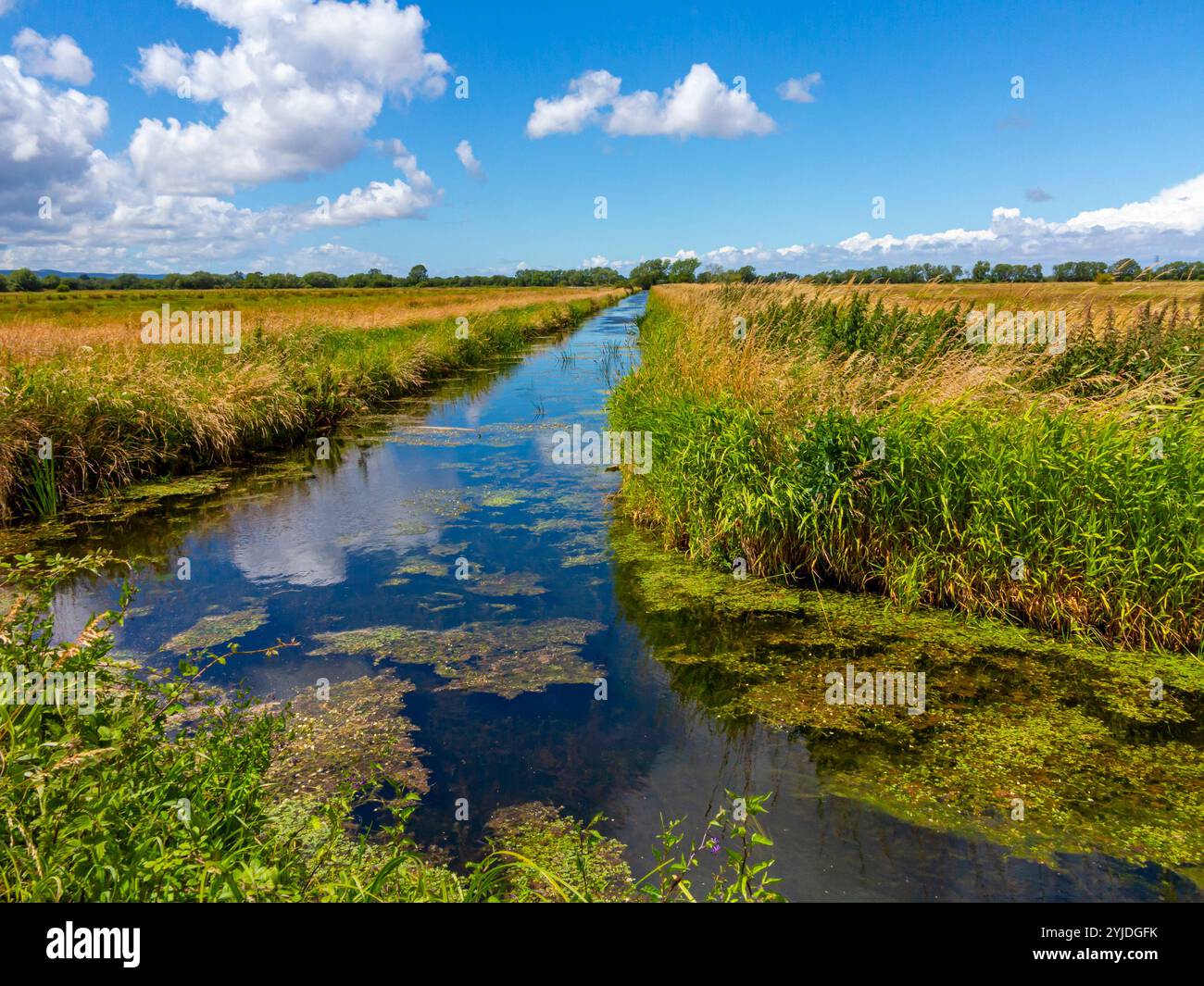 Flat landscape near Burrowbridge in summer on the Somerset Levels a ...