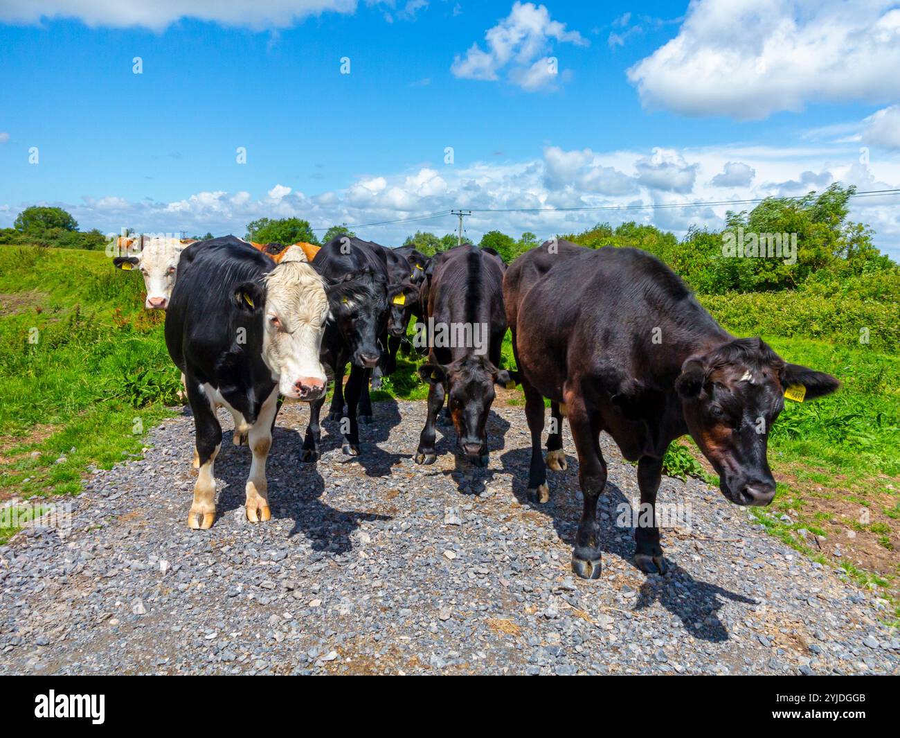 Herd of aggressive cattle on a farm in summer with blue sky and white ...