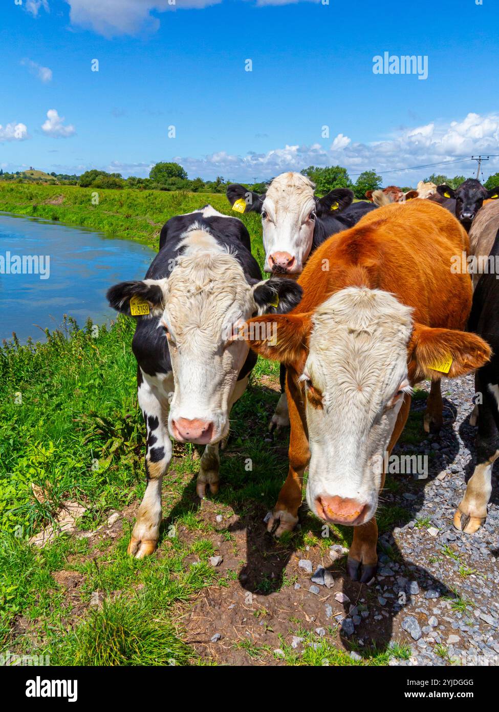 Herd of aggressive cattle on a farm in summer with blue sky and white ...