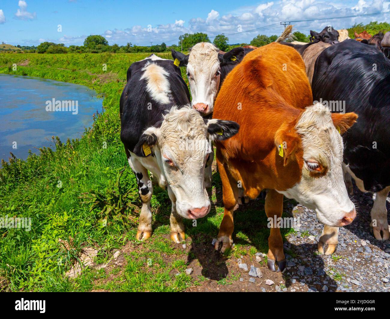 Herd of aggressive cattle on a farm in summer with blue sky and white ...