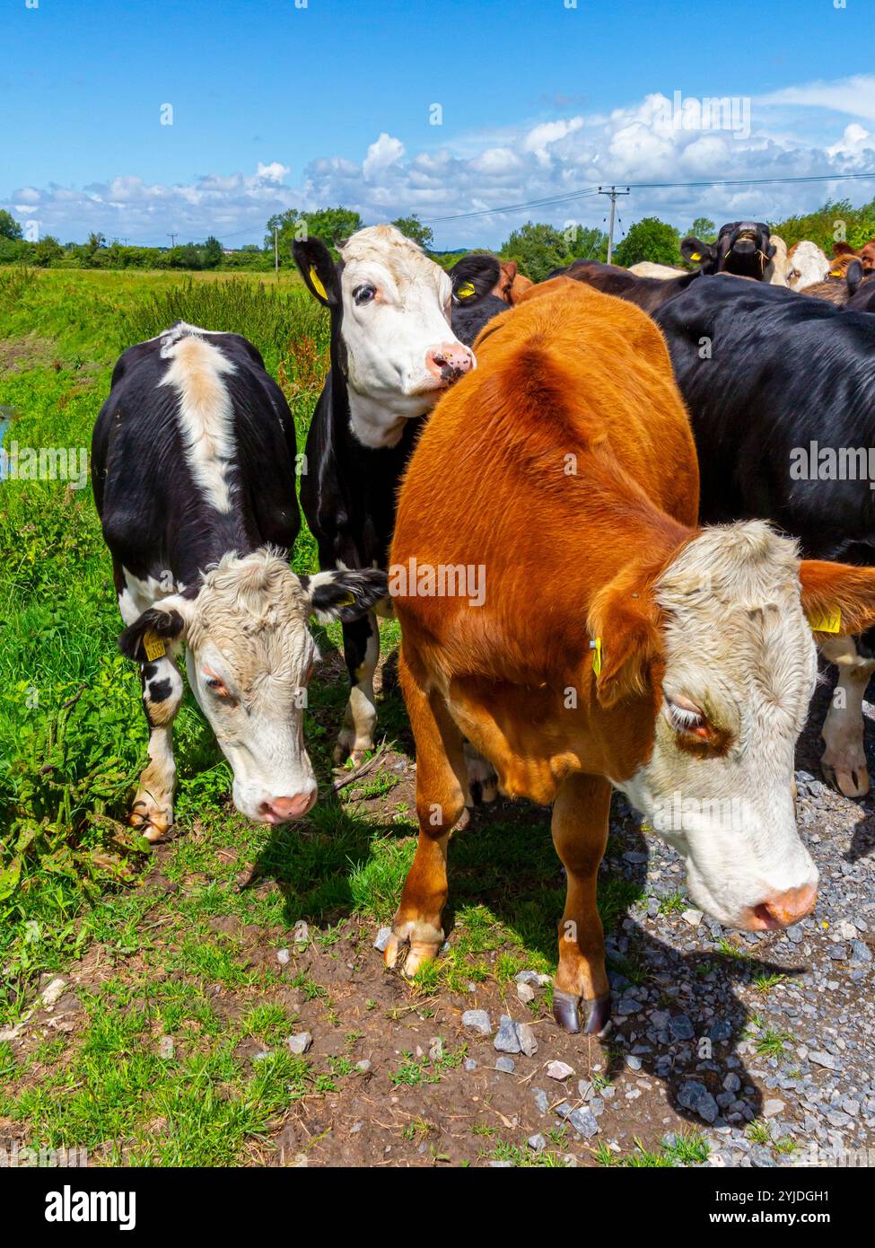 Herd of aggressive cattle on a farm in summer with blue sky and white ...