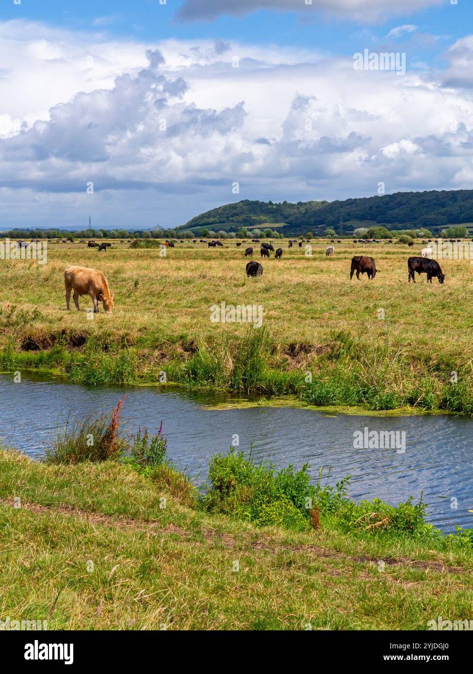 Cattle grazing next to the Sowy River near Burrowbridge in summer on ...