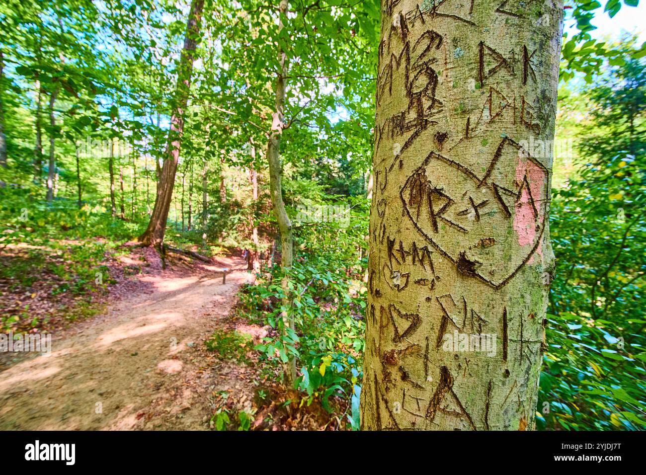 Love Carvings on Forest Tree Along Woodland Path in Hocking Hills Eye ...