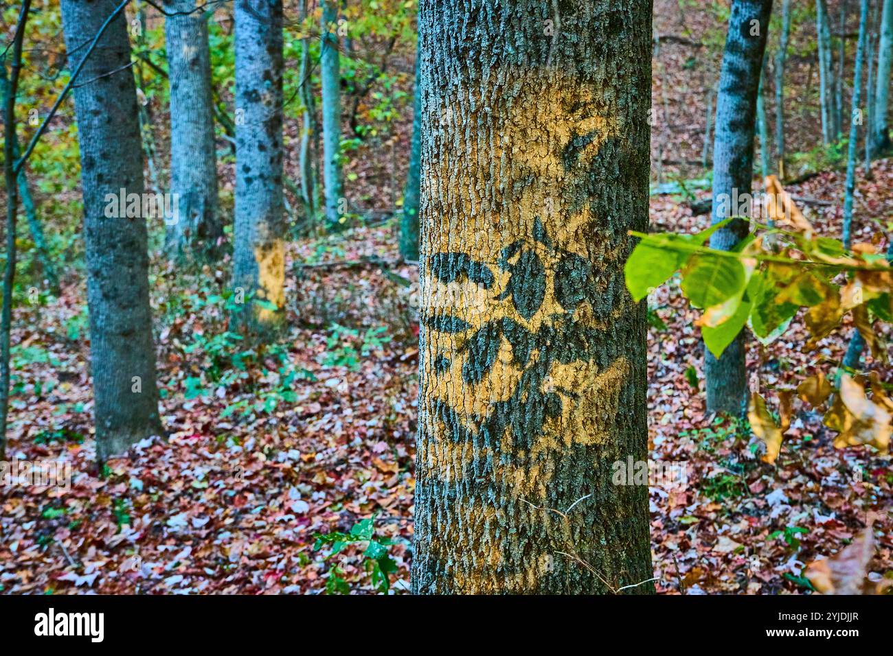 Autumn Forest Trail Markings in Hocking Hills at Eye Level Stock Photo ...