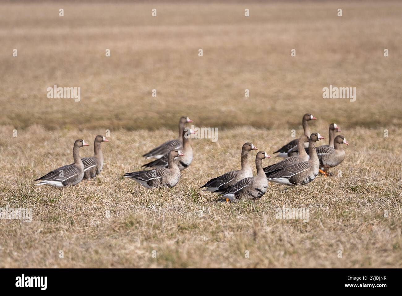Greater white-fronted geese (Anser albifrons) flock feeding on farmland ...