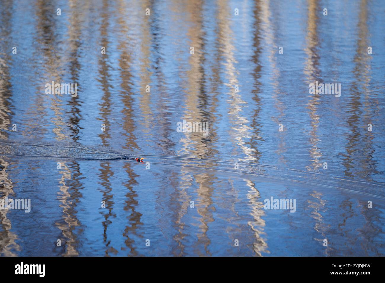 Bobber fishing in calm lake with reed colors reflecting in water ...