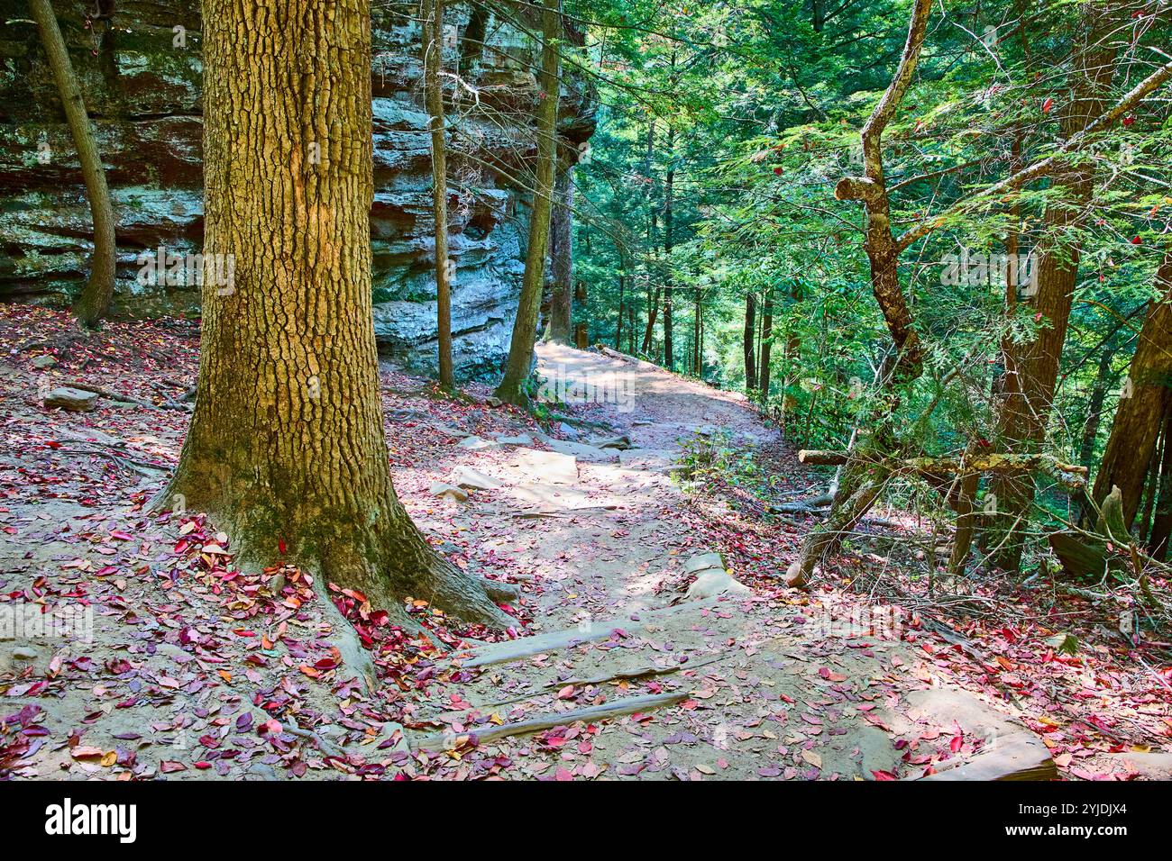 Autumn Forest Path and Cliff in Hocking Hills Eye-Level View Stock ...
