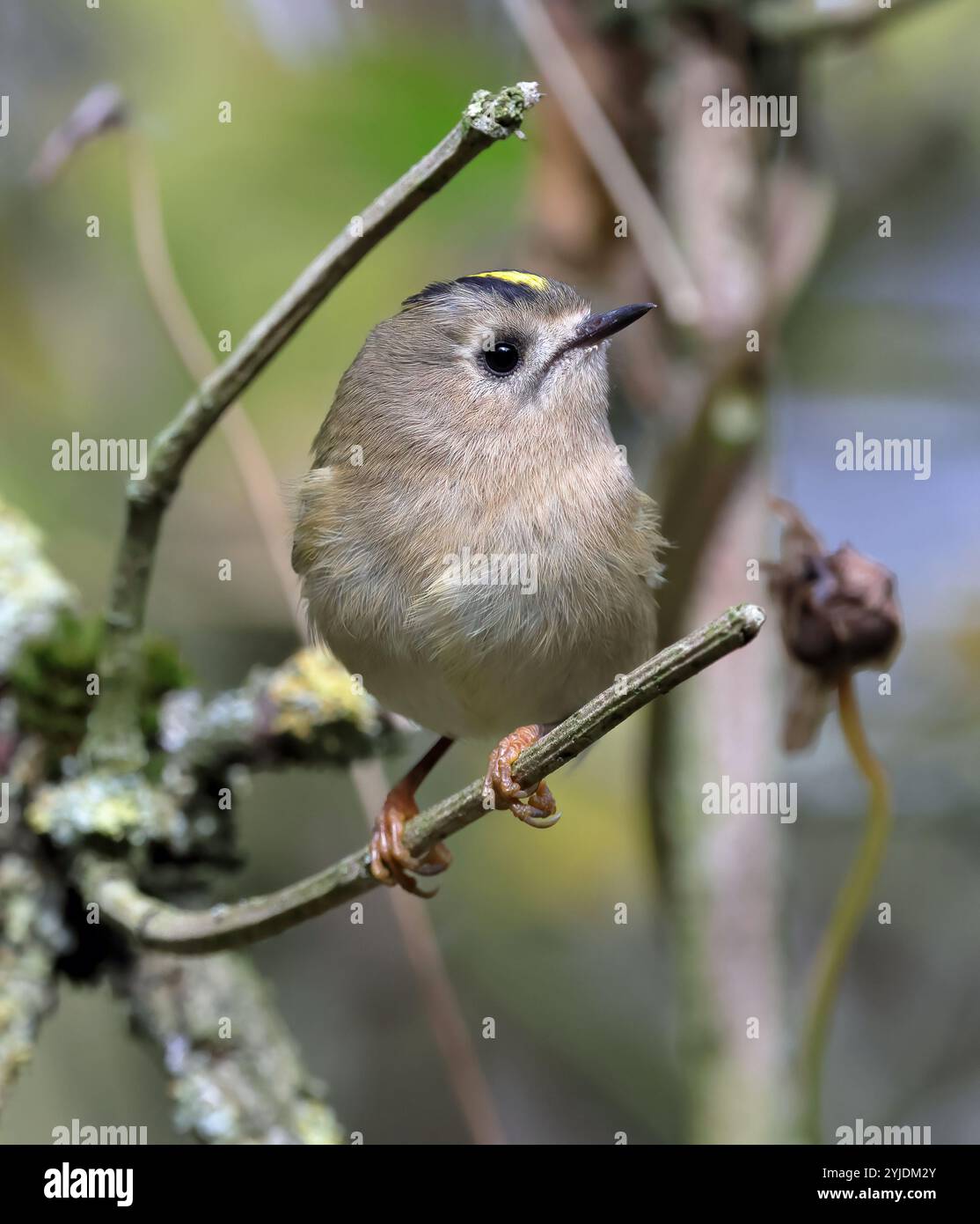 Goldcrest (Regulus Regulus Stock Photo - Alamy