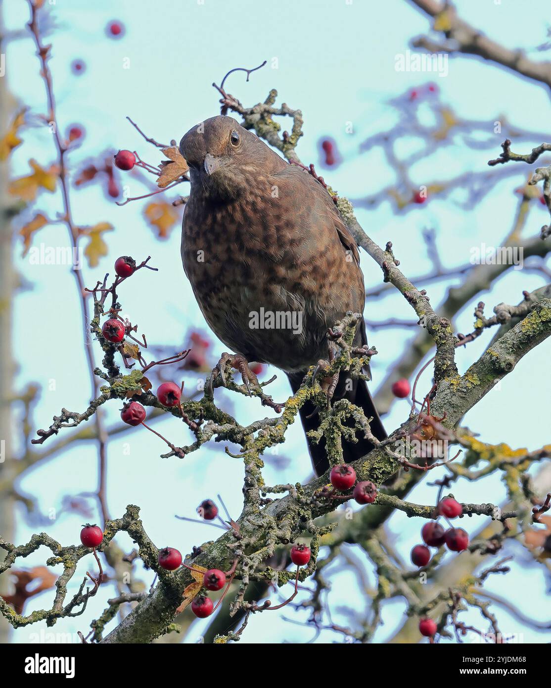 Female Blackbird (Turdus Merula Stock Photo - Alamy