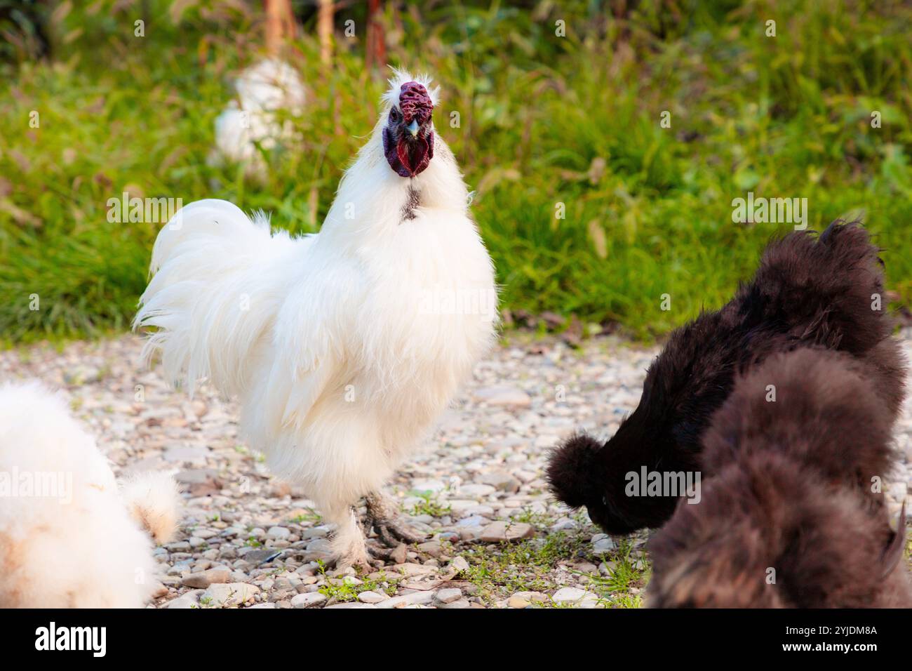 Chinese Silkie Brahma three chickens and white cock feeding in farm ...