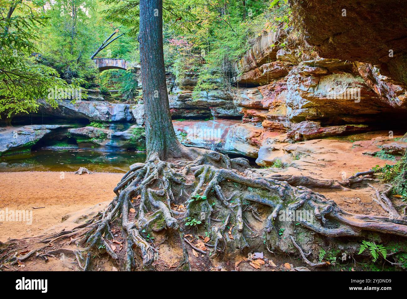 Serene Stone Bridge and Tree Roots on Old Mans Cave Trail Eye-Level View Stock Photo - Alamy