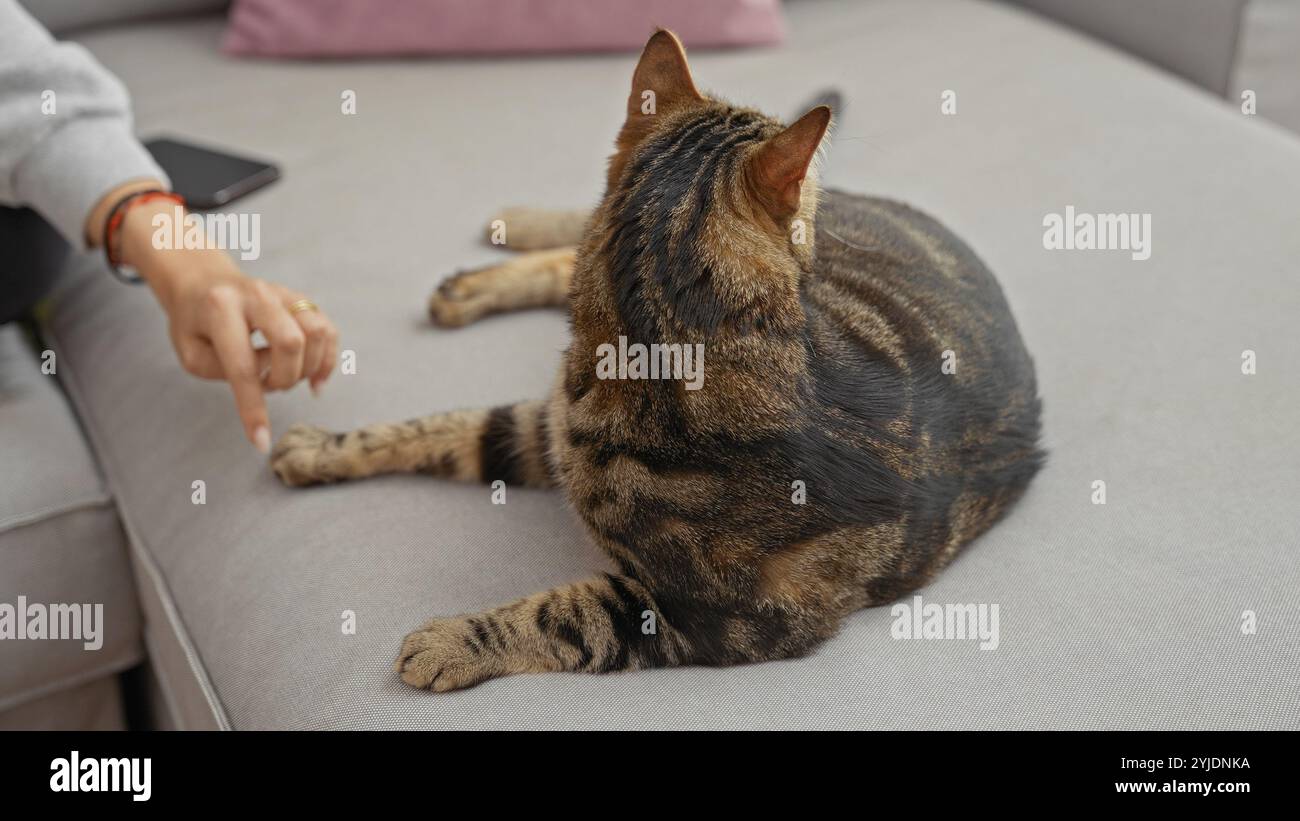 An adult hispanic woman gently interacts with her cat on a comfortable ...
