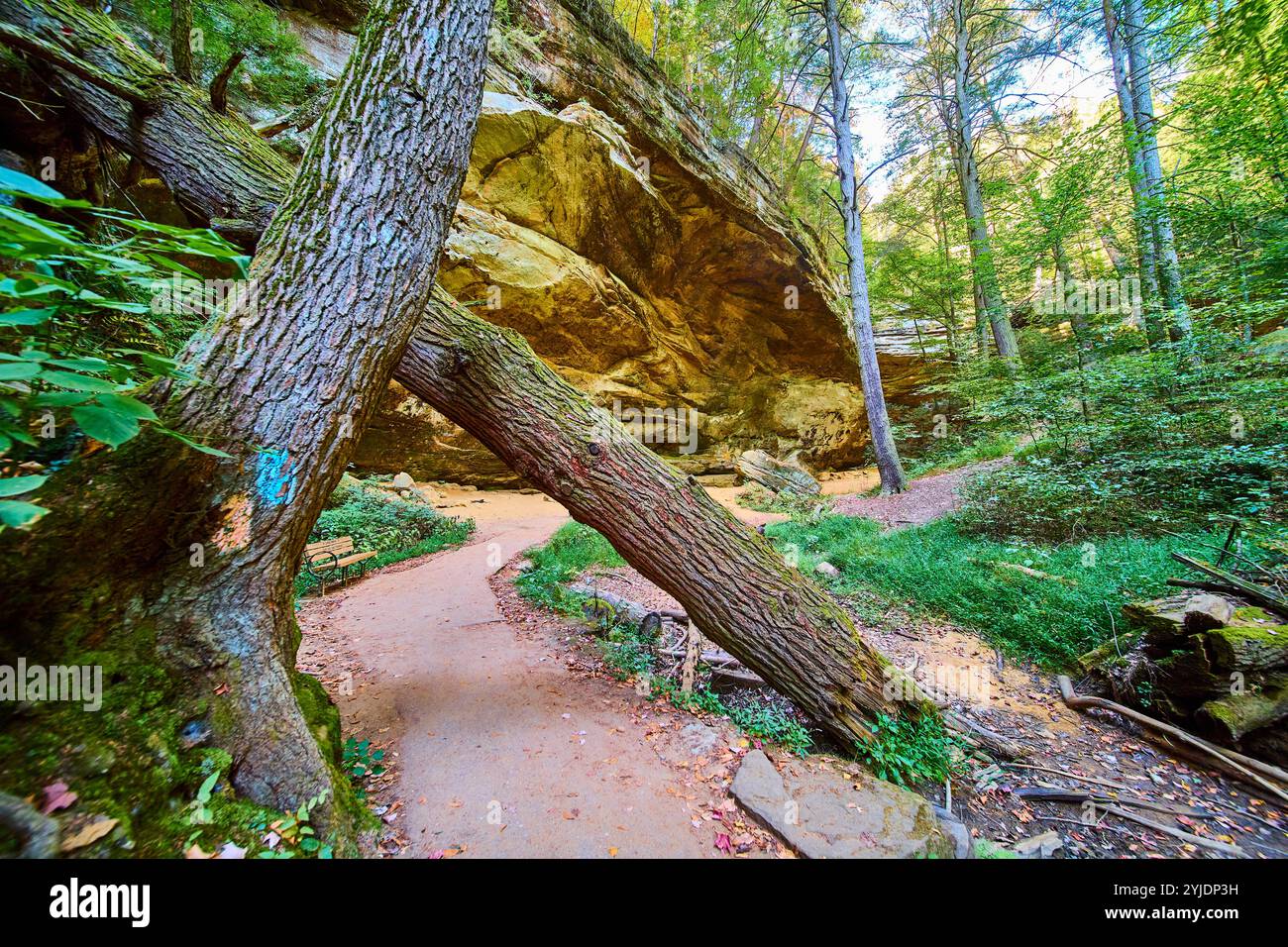 Fallen Tree Arch on Forest Trail Hocking Hills Walkthrough Stock Photo ...