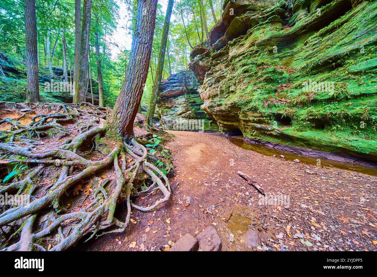 Ancient Tree Roots and Mossy Rock in Hocking Hills Forest Eye-Level ...