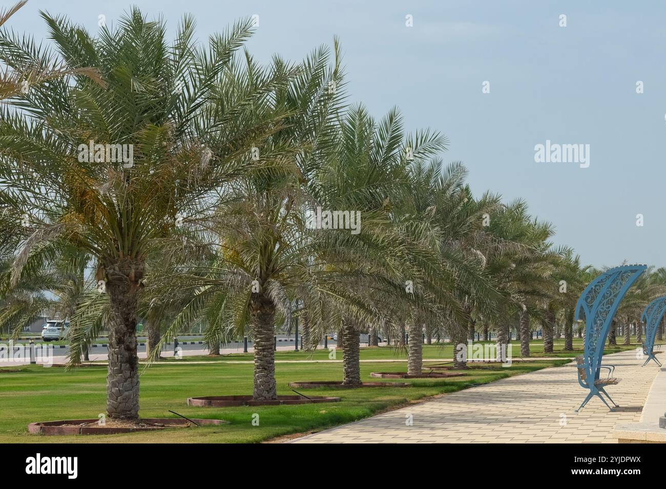 Palm lined promenade by beach, palm tree alley at coastal small town ...