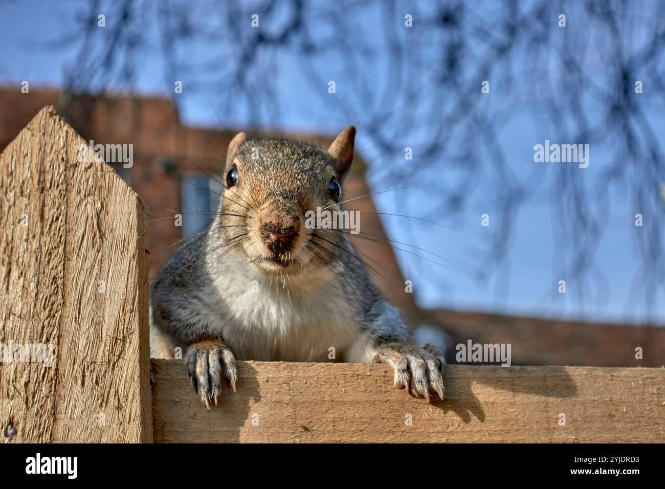 Grey squirrel looking at camera, Sciurus carolinensis, tame wildlife ...