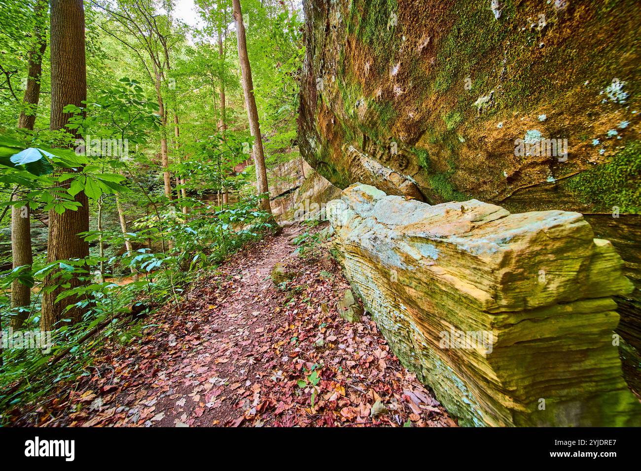 Cantwell Cliffs Forest Trail with Mossy Rock Formation Eye-Level ...