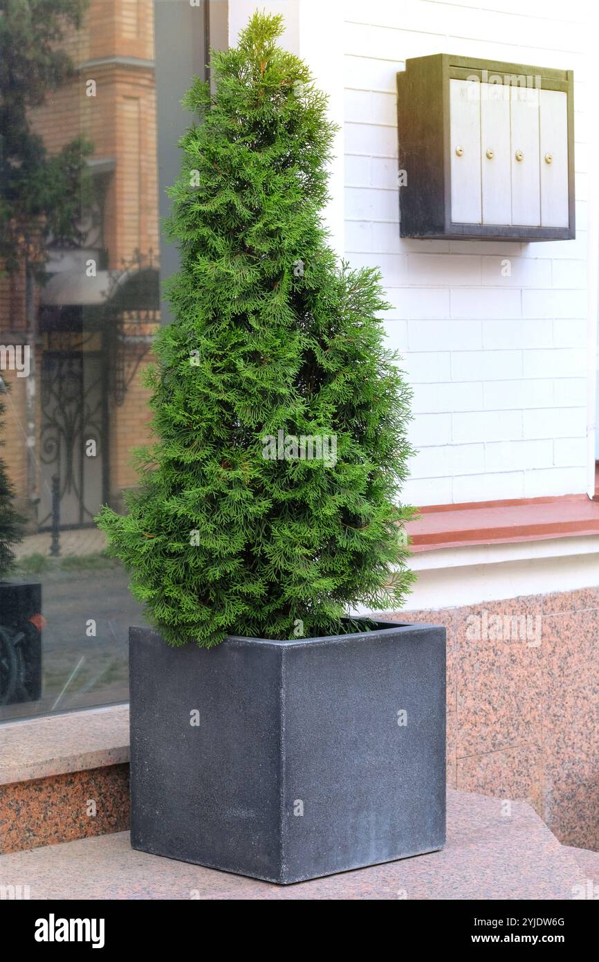 Cypress in large outdoor pot. Thuja occidentalis danica in container ...