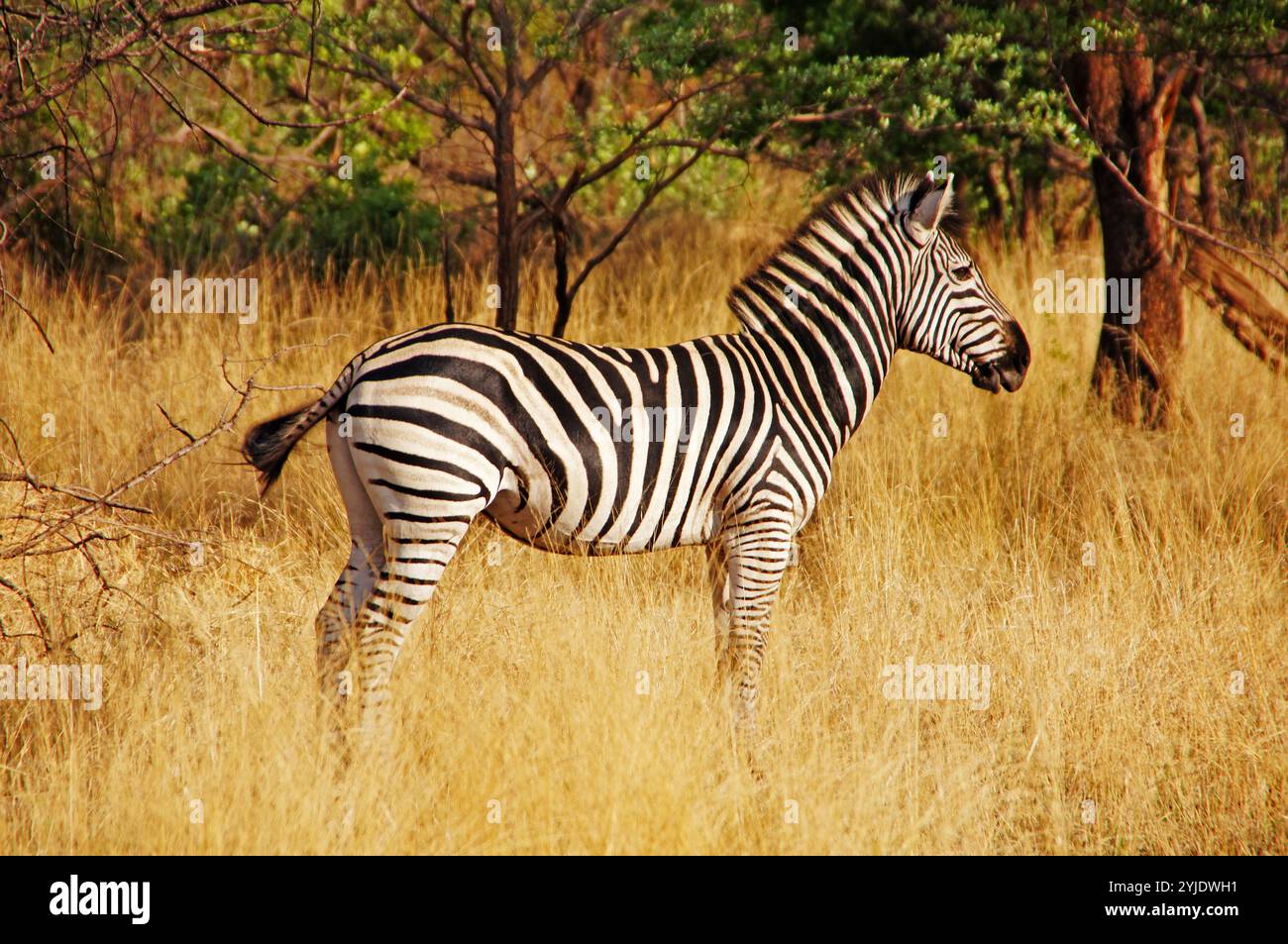 Zebra in Kenya, plains zebra, Equus quagga,, Zebra in Kenia ...