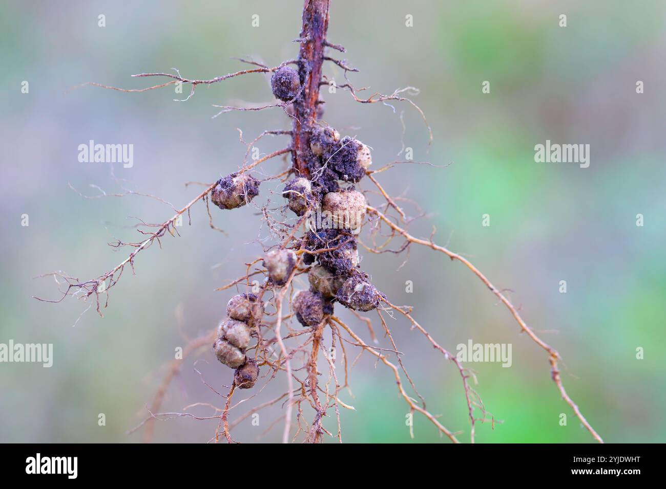 Rhizobium root nodules on the roots of a soybeans for nitrogen fixation ...