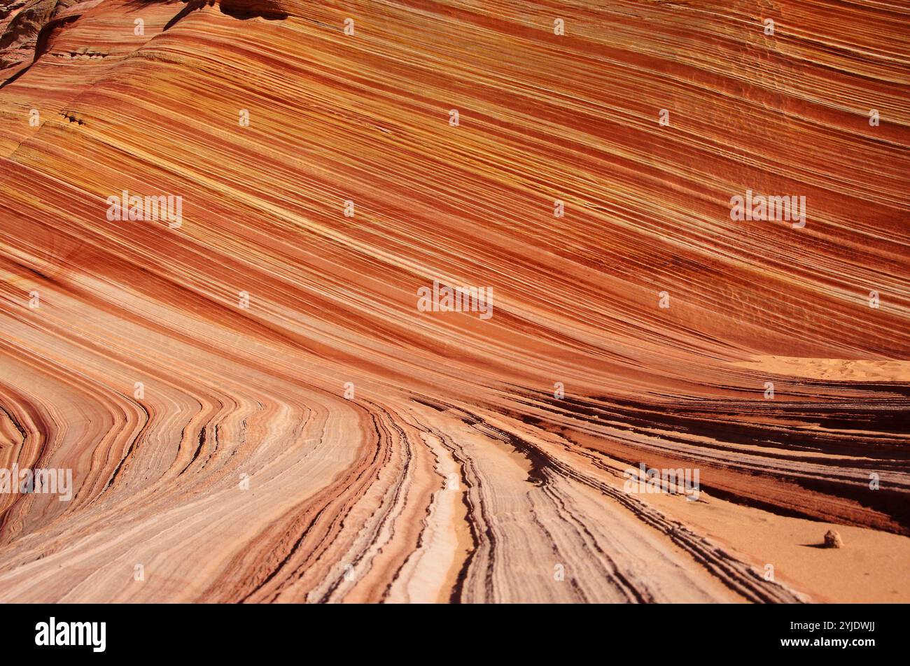 The Wave in Vermilion Cliffs Wilderness Canyon, The Wave, die Welle im ...