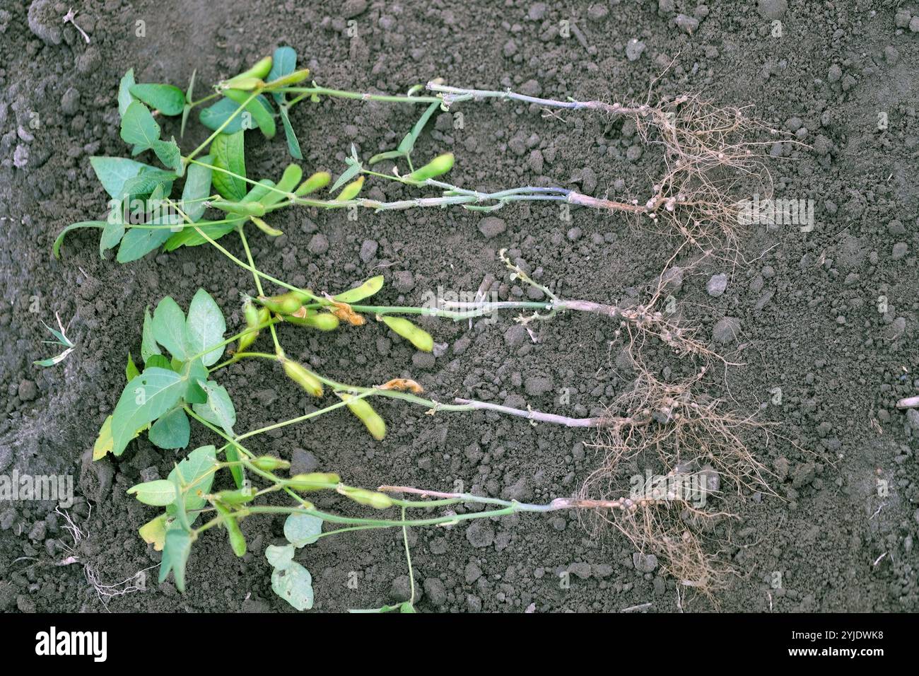 Nodules of lupine roots, soy. Atmospheric nitrogen-fixing bacteria live ...