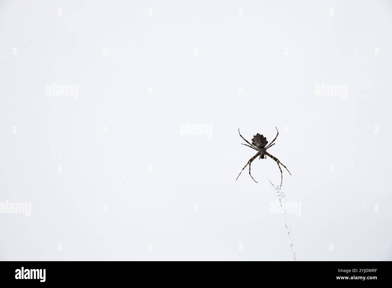 Spiders making a web hi-res stock photography and images - Alamy