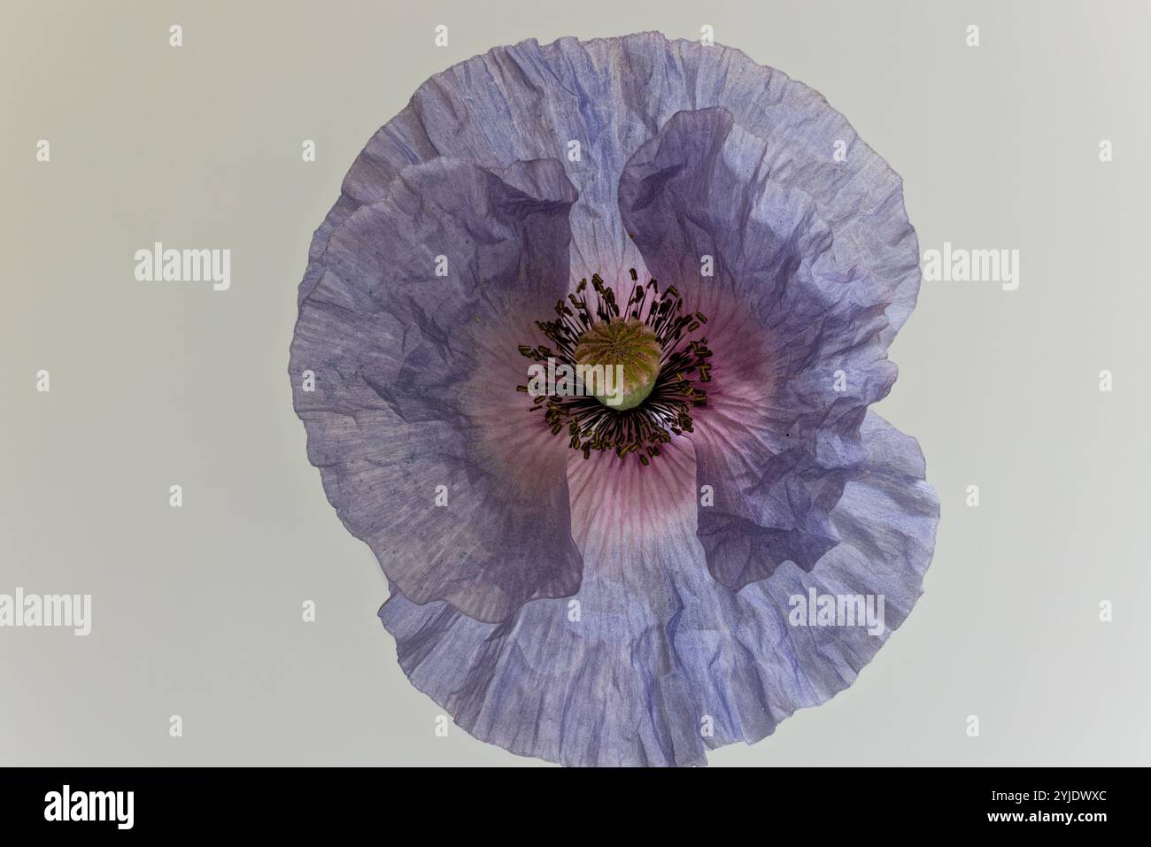 Single mauve poppy on white background Stock Photo - Alamy