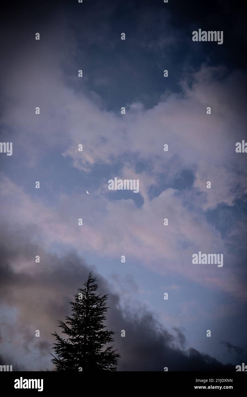 Blue sky with clouds and waning moon with silhouette of pine tree under ...