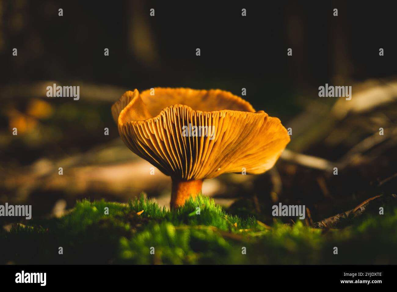All things fungi hi-res stock photography and images - Alamy