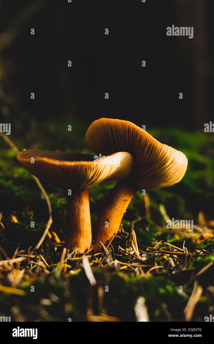 All things fungi hi-res stock photography and images - Alamy