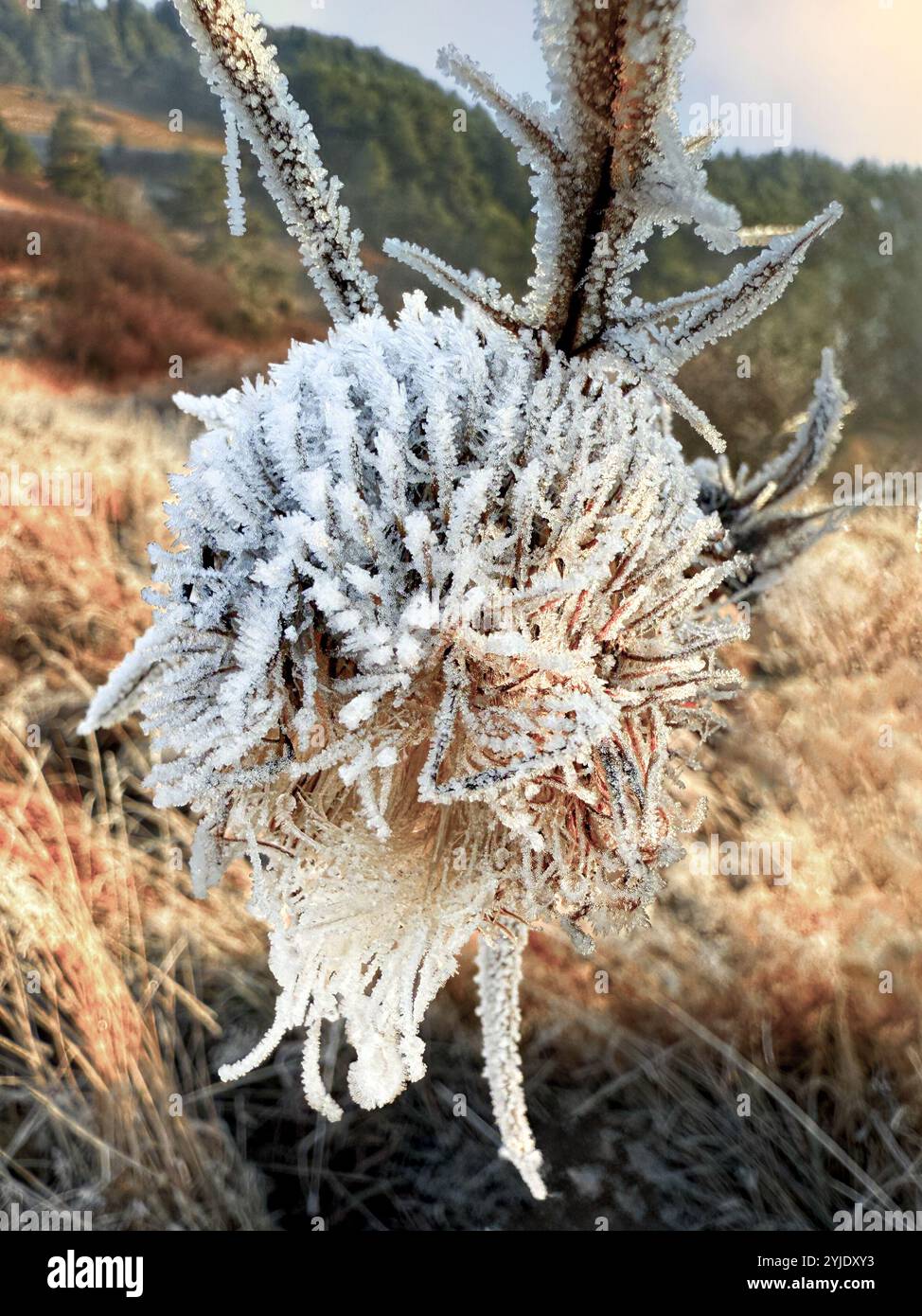 Frost paints hi-res stock photography and images - Alamy