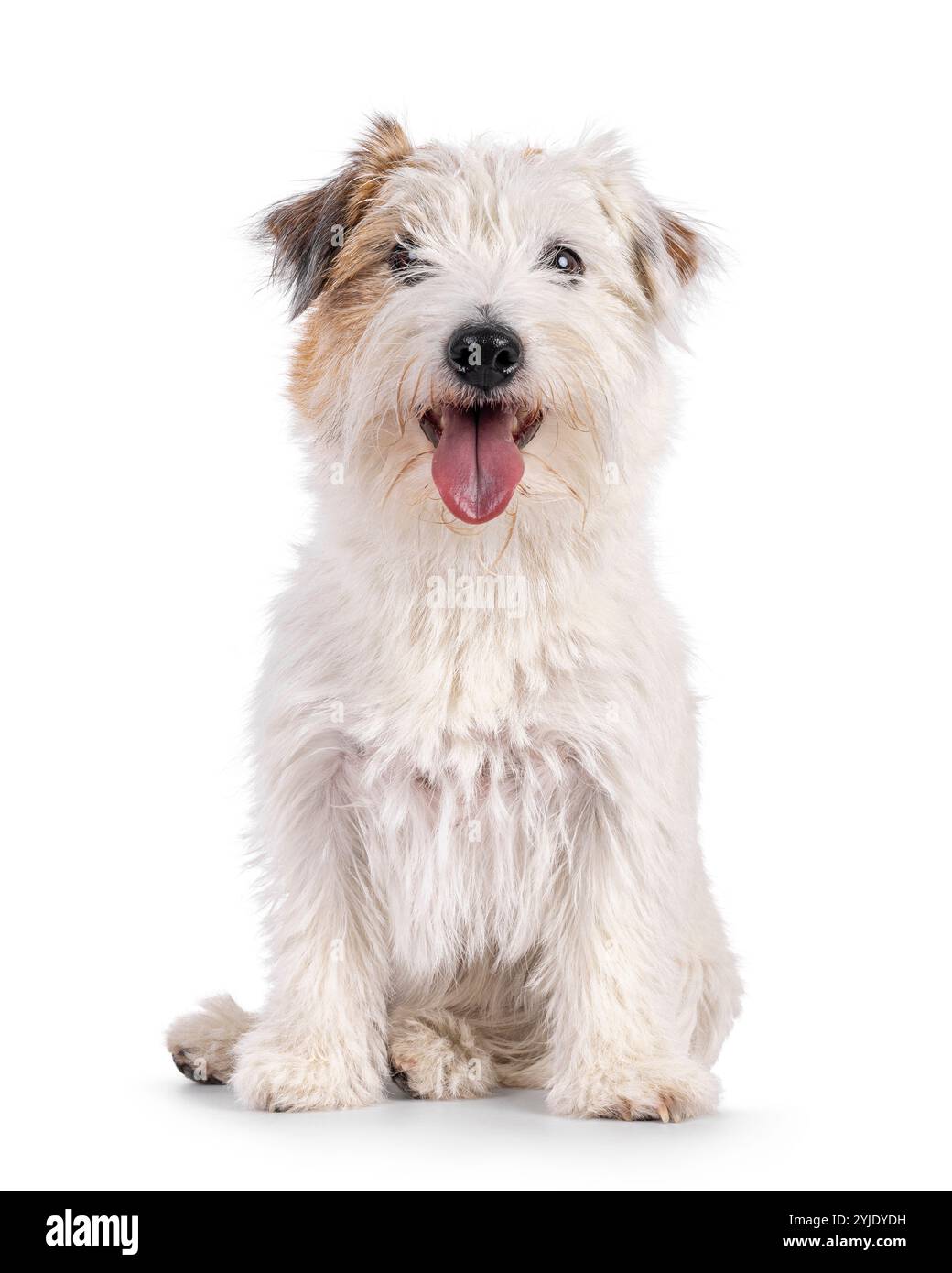 Scruffy jack russell hi-res stock photography and images - Alamy