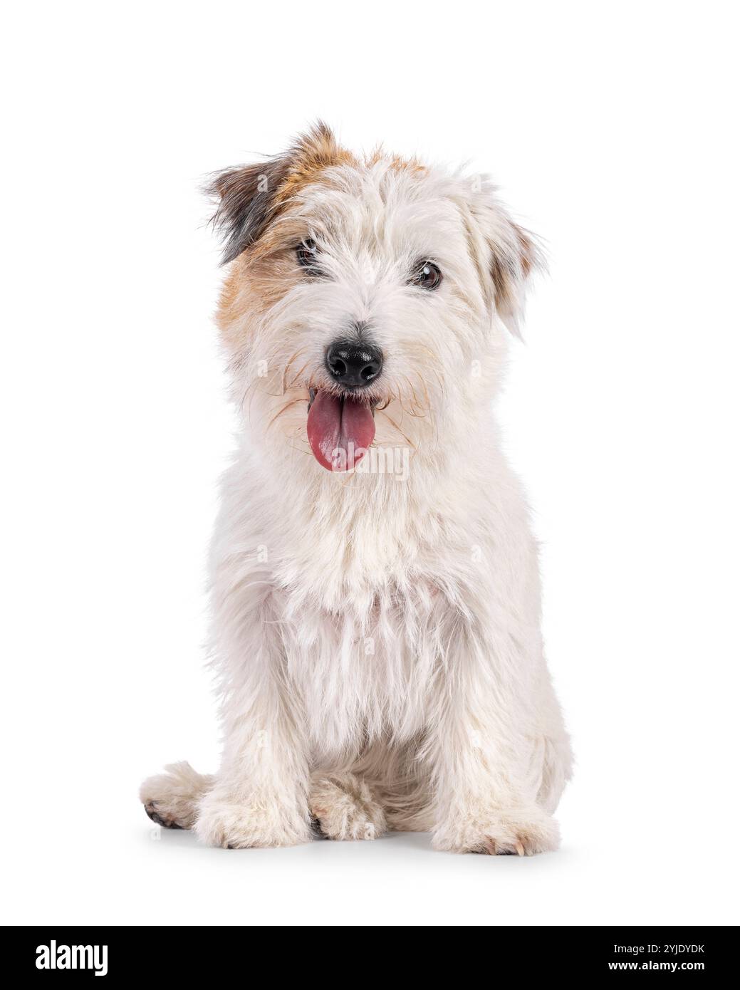Happy brown with white Jack Russell dog, sitting up facing front ...