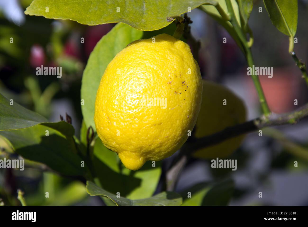 Sudeurope hi-res stock photography and images - Alamy