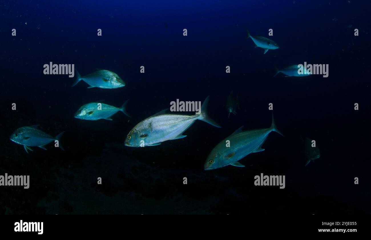 A group of tuna fish moves along the seabed as it begins to get dark ...