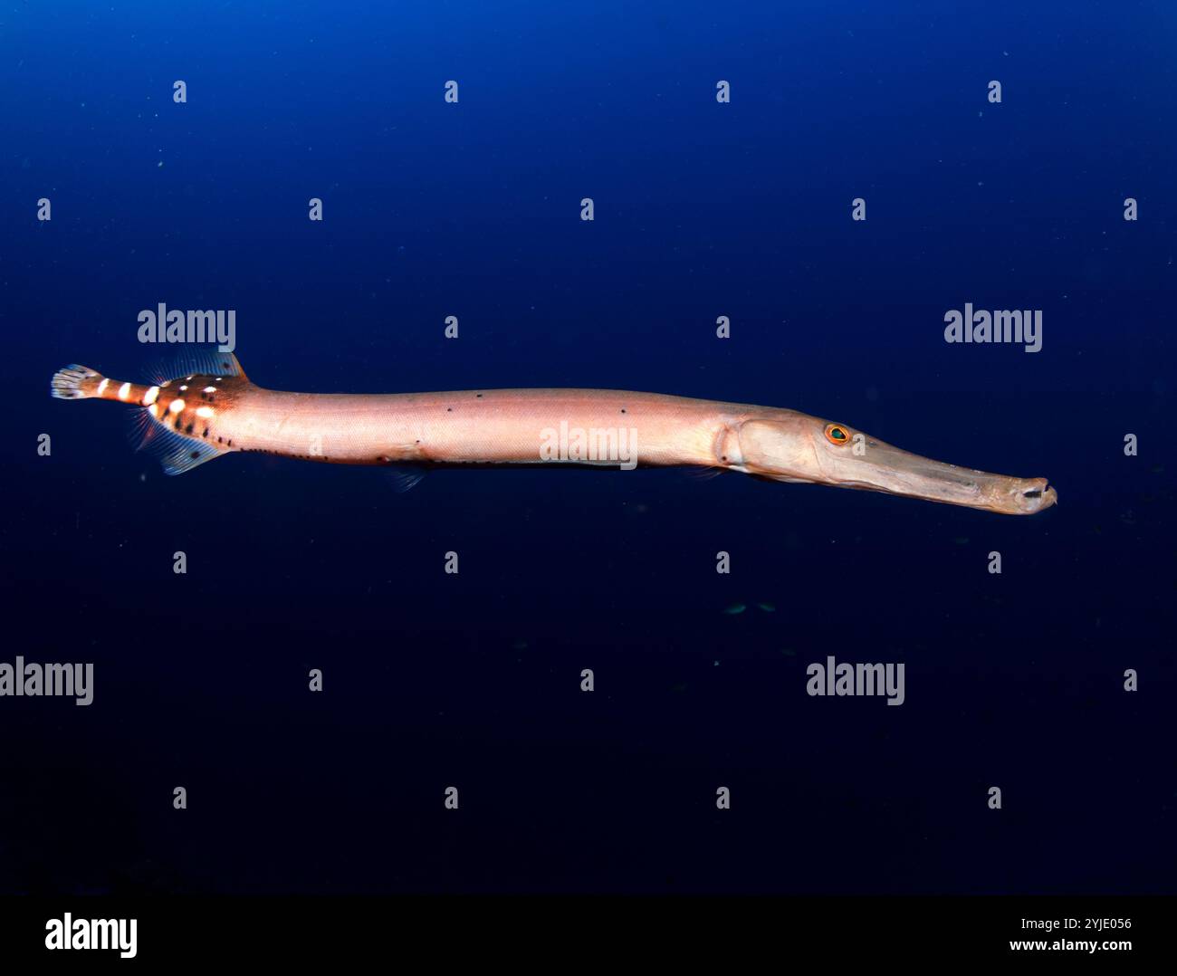 Trumpetfish sail over the reef on the seabed Stock Photo - Alamy