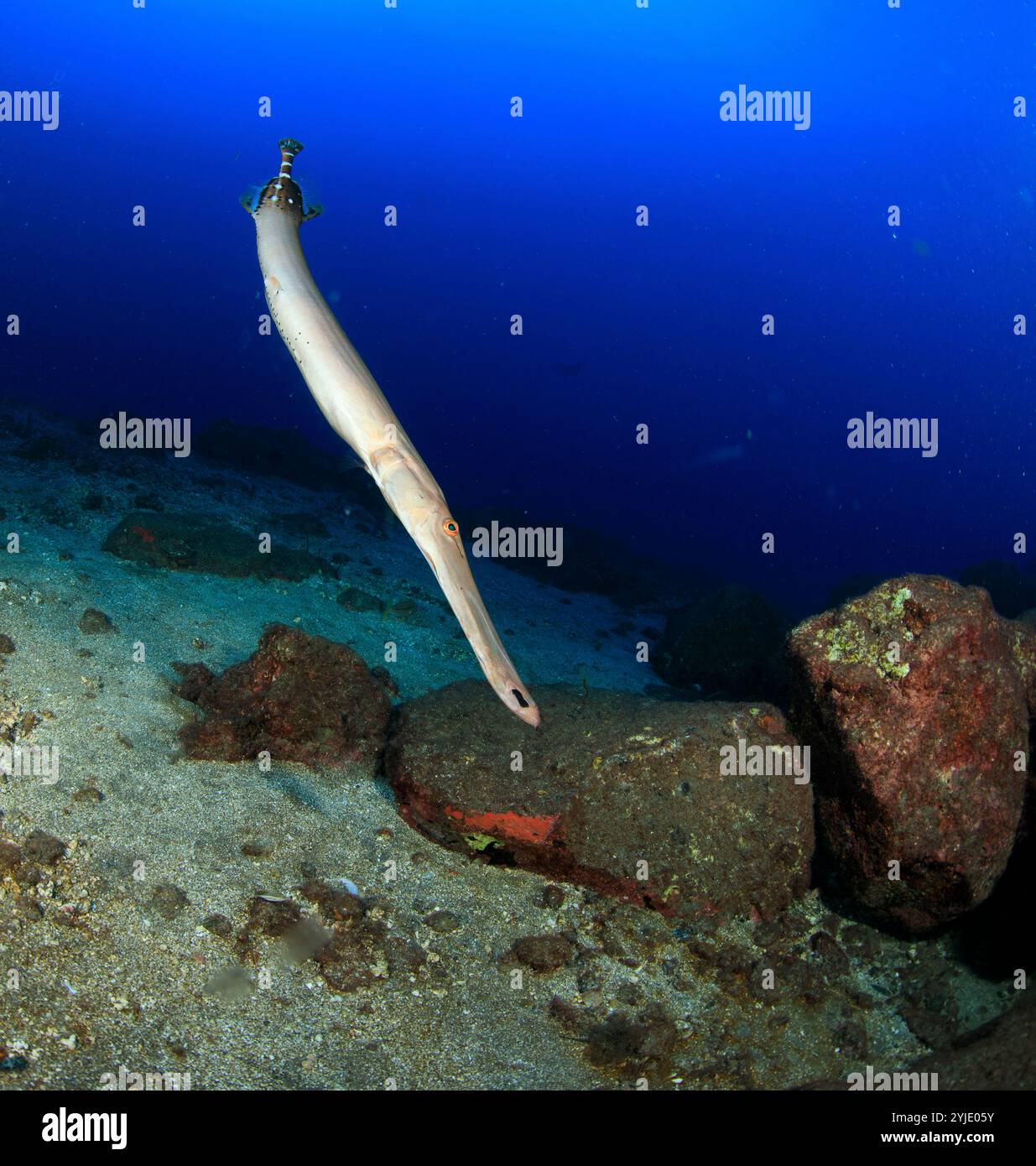 Trumpetfish trying to hunt on the sandy bottom Stock Photo - Alamy