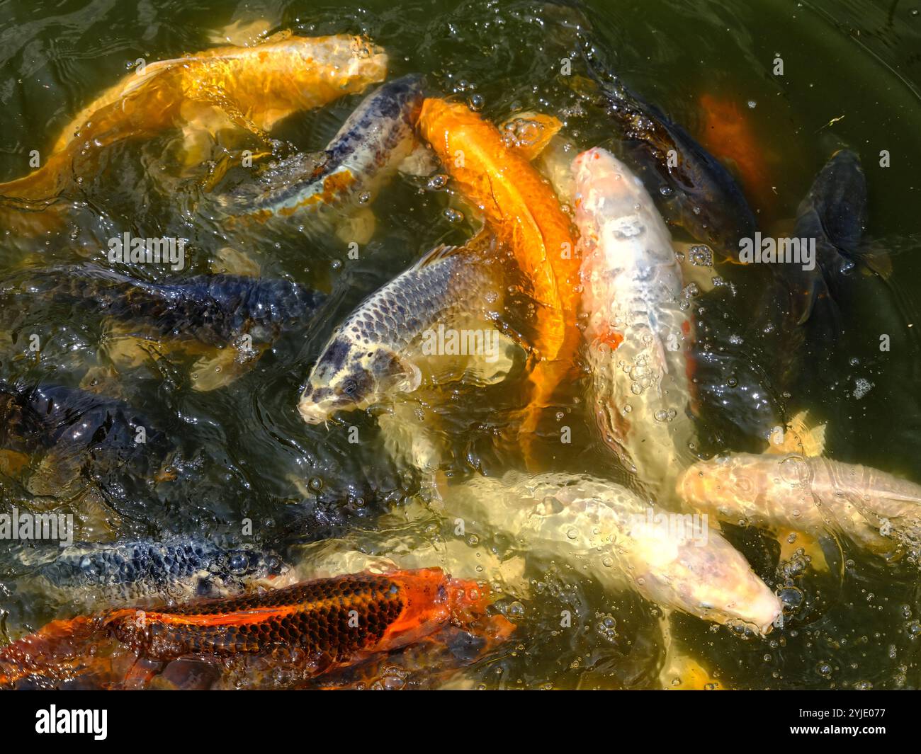 Group of carp hi-res stock photography and images - Alamy