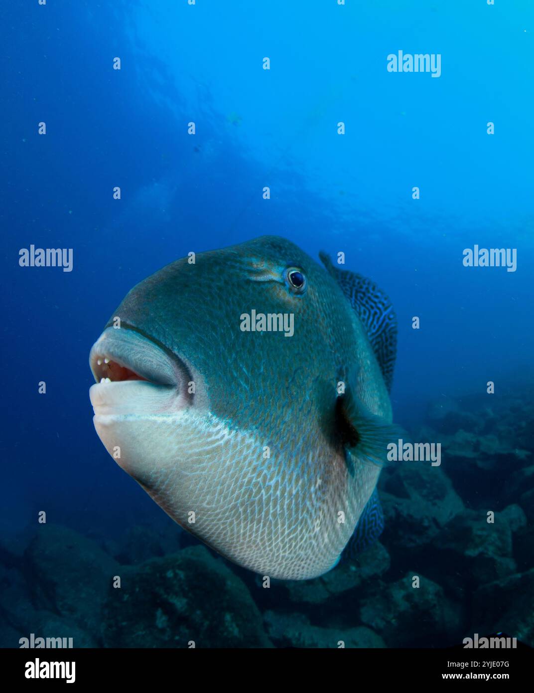 A triggerfish looks defiantly at us from its home on the rocky bottom ...