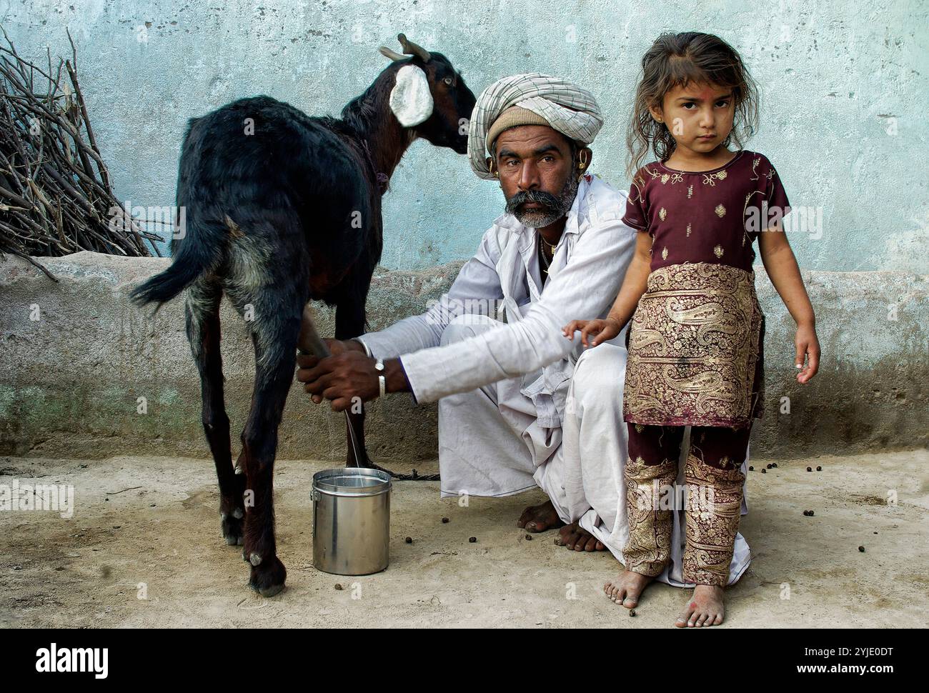Rabari man milking goat with daughter village in Gujarat Stock Photo ...
