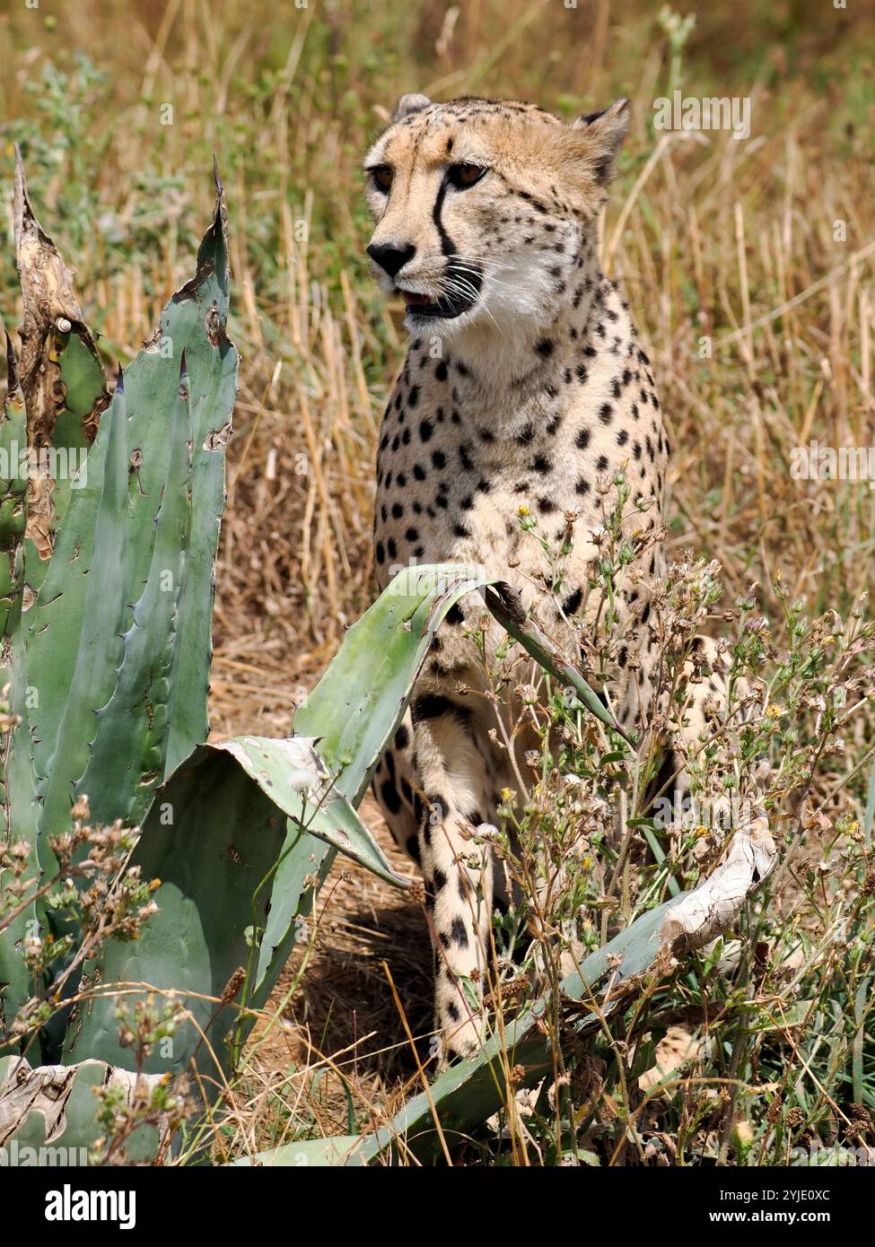 Closeup of African Cheetah (Acinonyx jubatus) sitting on grass seen ...