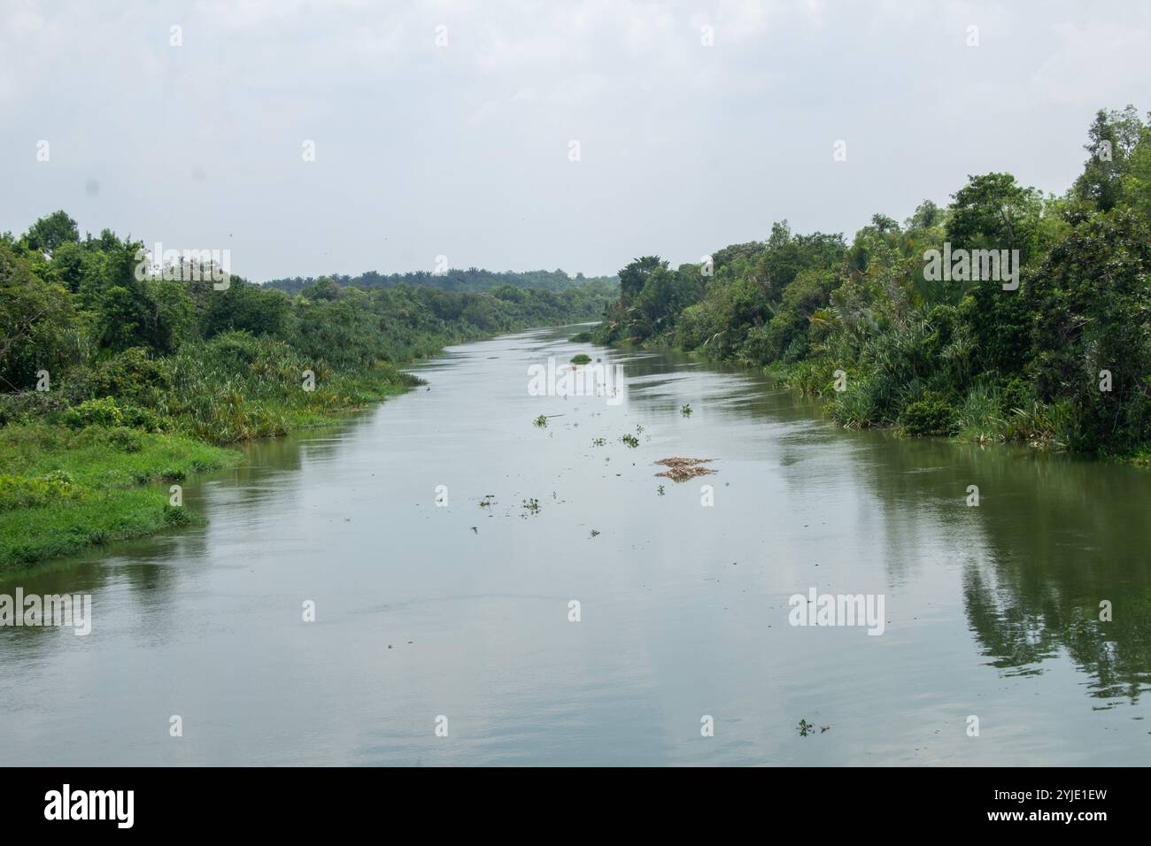 estuary river course tropical peat forest in the middle, forest ...