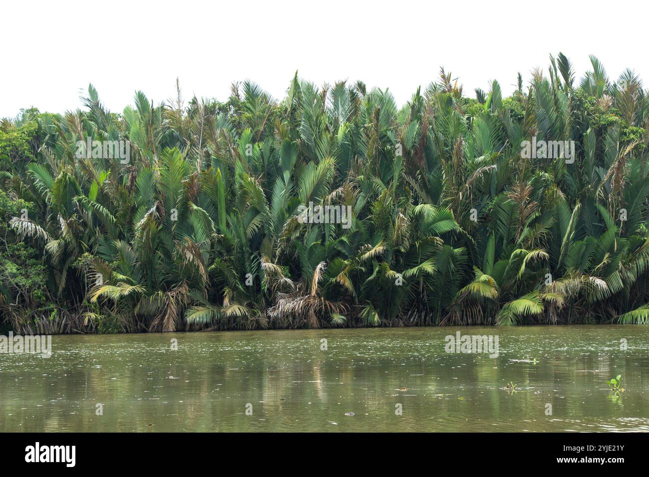 natural green murky water with lush palm forest background, brackish ...