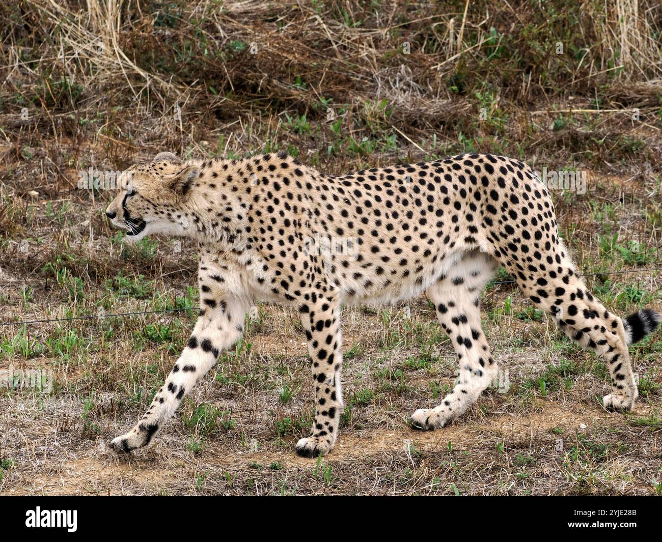 African Cheetah (Acinonyx jubatus) walking on grass seen from profile ...