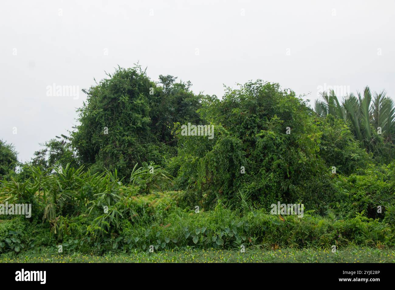 natural scenery of dense trees, green jungle with white sky Stock Photo ...