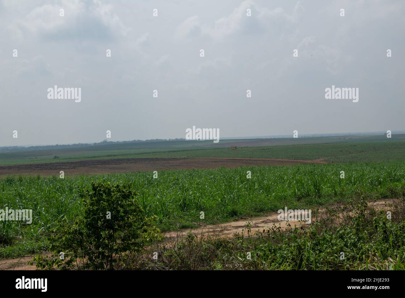 expanse of sugar cane fields on vast hills with clear skies Stock Photo ...